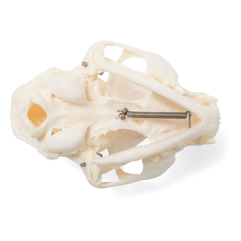 3B Scientific Real Cat Skull (Felis Catus) | Health and Care